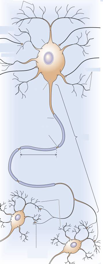Diagram Typical Neuron Quizlet