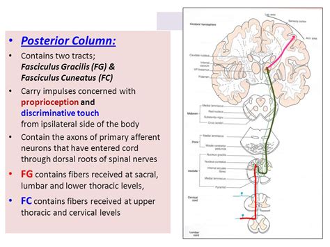 Fasciculus Gracilis From The Neurons