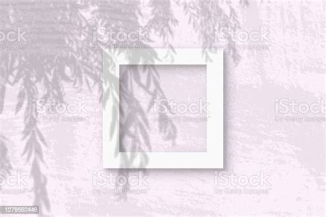 자연광은 흰색 질감의 종이의 사각형 프레임에 버드 나무 지점에서 그림자를 캐스팅 0명에 대한 스톡 벡터 아트 및 기타 이미지 0명 개념 단일 이미지 Istock
