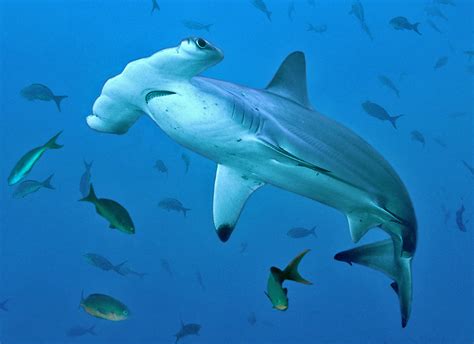 Sphyrna Lewini Monaco Nature Encyclopedia