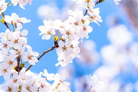 桜の写真をキレイに撮る！天気別の撮影方法（2020年3月22日）｜biglobeニュース