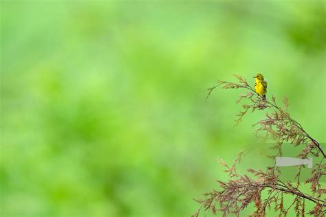 The Brown Perch — Ray Hennessy Wildlife