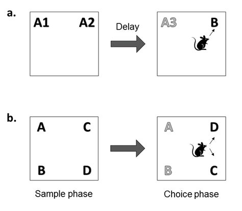 Schematic Representation Of Object Recognition Tasks In The Nor Task