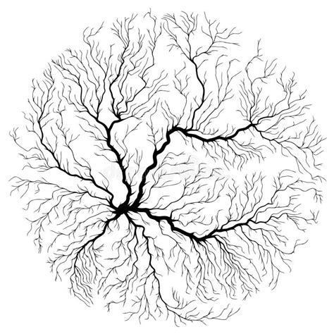 Abstract Circle Shape Illustration Of Tree Roots Stock Vector Illustration Of Botanical