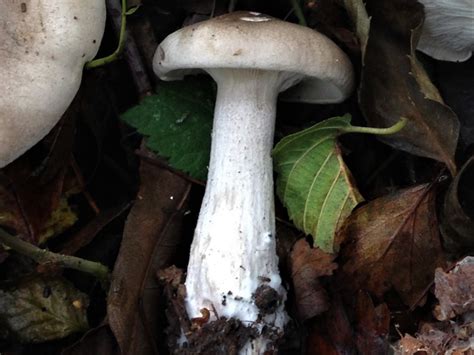 Clouded Agaric
