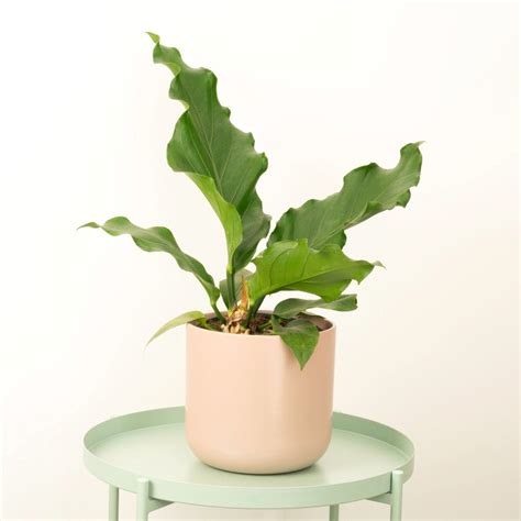 Anthurium Bird Nest And Anthurium Hookeri And Houseplant Uk