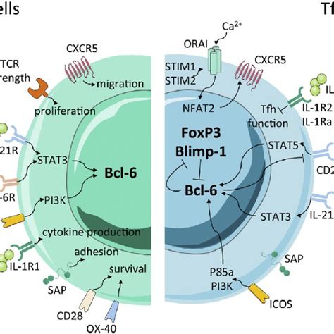 Some Of The Basic Molecules Expressed By Tfh And Tfr Cells Tfh And Tfr