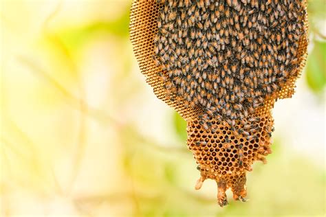 Enhancing Pollinator Survival — Research — Penn State College Of Agricultural Sciences