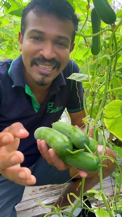 හරි ක්‍රමයට වගා කරන විදිය දැනගන්න අපිට කතා කරන්න Youtube