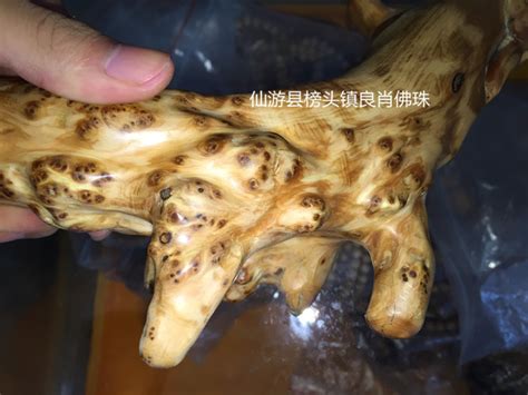 千年崖柏长什么样图片 千年崖柏图片 崖柏长在悬崖上的图片 第6页 大山谷图库