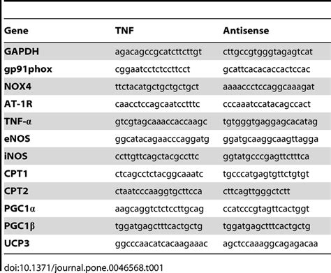 Rat Primers Used For Rt Pcr Download Table