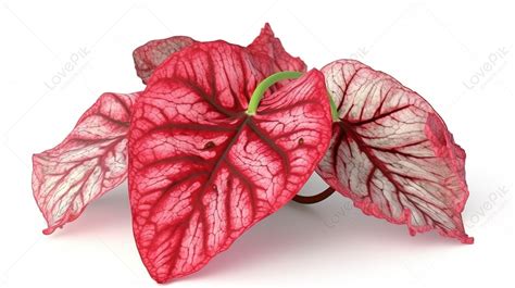 놀라운 3d 렌더링 매혹적인 빨간색과 흰색 식물 배경 3d 식물 배경 3d 배경 3d 렌더링 배경 이미지 Hd 3d 식물 3d 3d 렌더링 배경 사진 무료