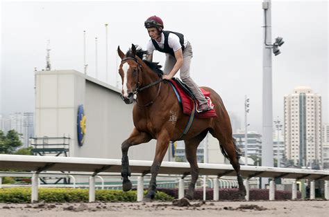 富衛保險冠軍賽馬日 週四晨操圖輯 賽馬新聞 香港賽馬會