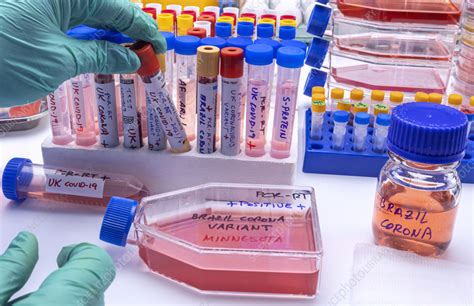 Sars Cov 2 Variant Research Conceptual Image Stock Image F036 4120 Science Photo Library