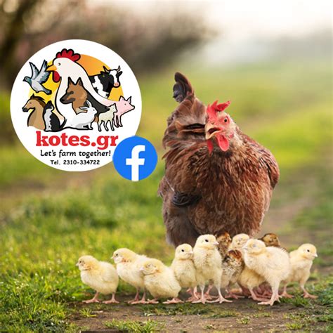 Φωλιές για κότες Kotes Gr