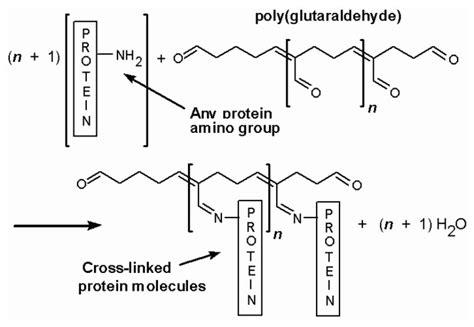 Cross Link Reaction Between Glutaraldehyde And Proteins Download Scientific Diagram