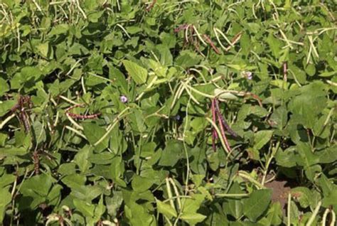 What Type Of Pea Are These Gon Forum