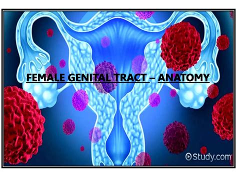 Anatomy Of Female Genital Tract Pptx
