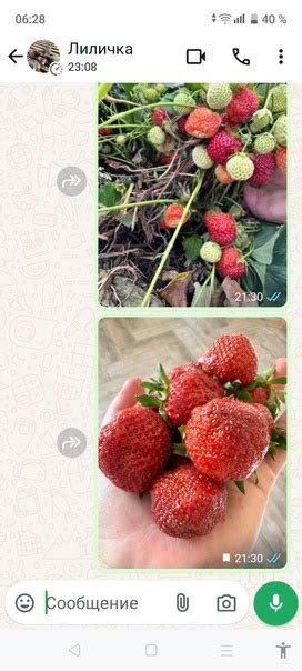 Предлагаю рассаду клубники сорта Полка, доставка в Затон ...