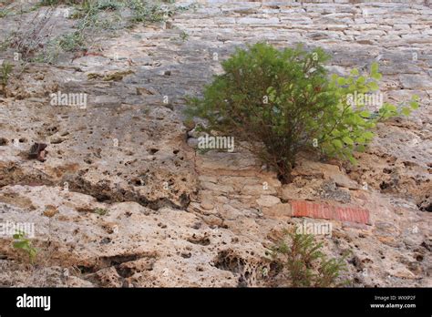 Tree Growing Out Rock Hi Res Stock Photography And Images Alamy