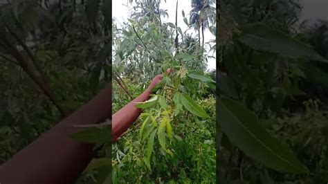 Migration Headache Medicinal Plant Nochi Leaf Youtube