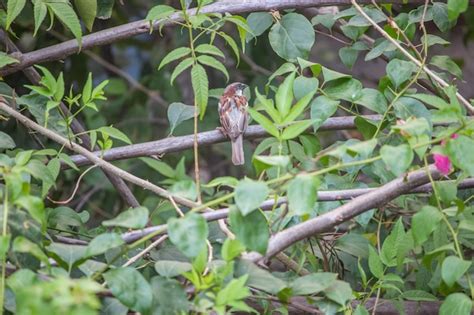 Premium Photo Sparrow Building Her Nest