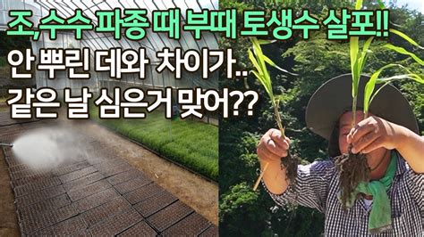 조수수 파종 때부터 토생수 살포 뿌리활착이 빠르며 대와 잎사귀 색깔 및 생장속도가 빠릅니다 또한 산성화 방지 및 염류직접 해소 양분분해를 해줘 비옥한 땅으로 만들어