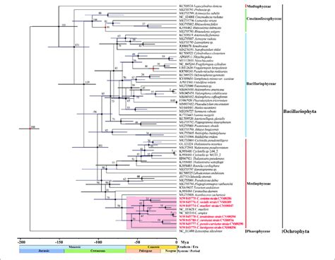 Time Calibrated Phylogeny Of 62 Species Based On 95 Shared Pcgs In