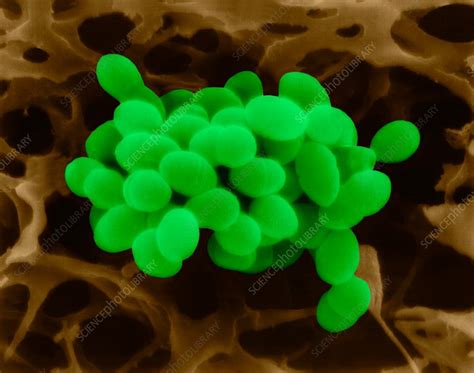 Enterococcus Faecalis Coccus Prokaryote Sem Stock Image F0173996