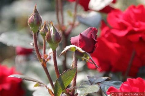 La France法兰西 月季的优缺点与资料品种介绍 花圃网