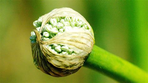 Ail Violet Lingrédient Puissant Que Votre Jardin Et Votre Corps