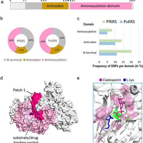 Graphical Representation Of Snps In 20 Pf Aarss And Pfdhps Domain A