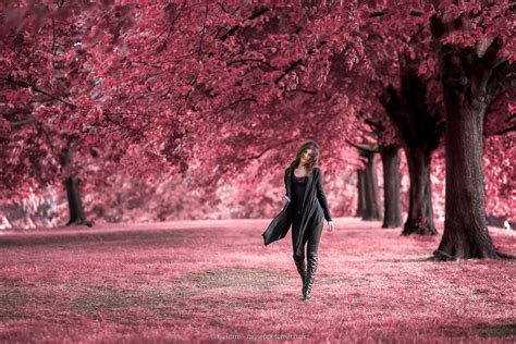 Trees Nature Red Photography Cherry Blossom Blossom Spring Tree Autumn Flower Plant