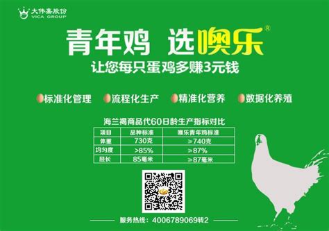养鸡业一周动态播报金鸡周报