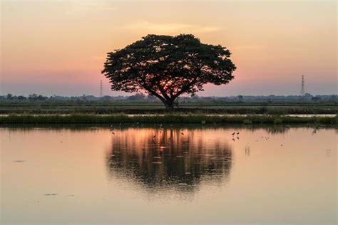 Water Tree Stock Photos Images And Backgrounds For Free Download