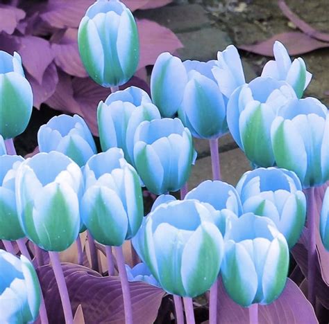 Blue And White Tulips
