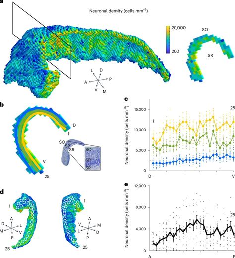 Toughsf On Twitter We Now Have A Single Cell Resolution Model Of The Brains Hippocampus