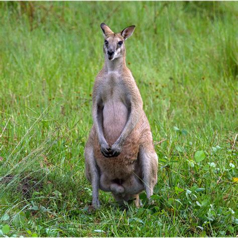 Загадочная мощь удивительные особенности исполинских кенгуру