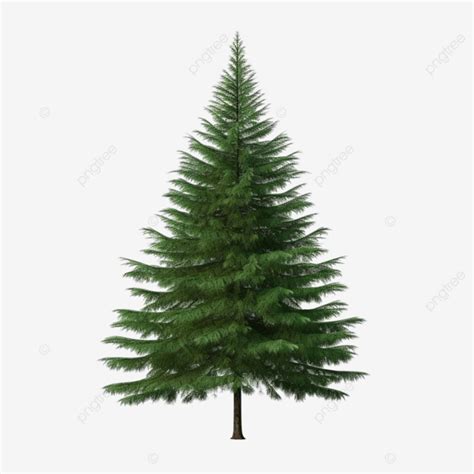 고립된 녹색 가문비나무 소나무 Png 가문비 Png 일러스트 및 이미지 에 대한 무료 다운로드 Pngtree