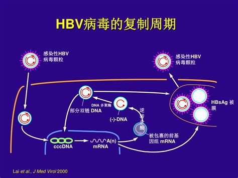 Ppt 抗击 Hbv 耐药： Hiv 治疗和耐药的启示 Powerpoint Presentation Id 4648237