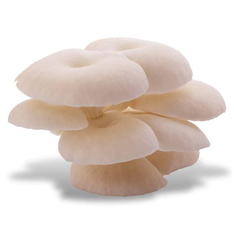 මීගහකිවුල බිම්මල් වගාකරුවන්ගේ එකමුතුව Facebook