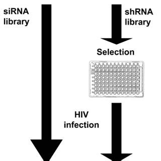 Illustrated Diagram Of SiRNA Vs ShRNA To Identify HIV Host Factors Download Scientific Diagram