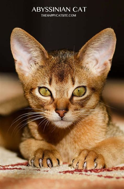 Abyssinian Cat Breed Information Center A Complete Breed Guide Artofit