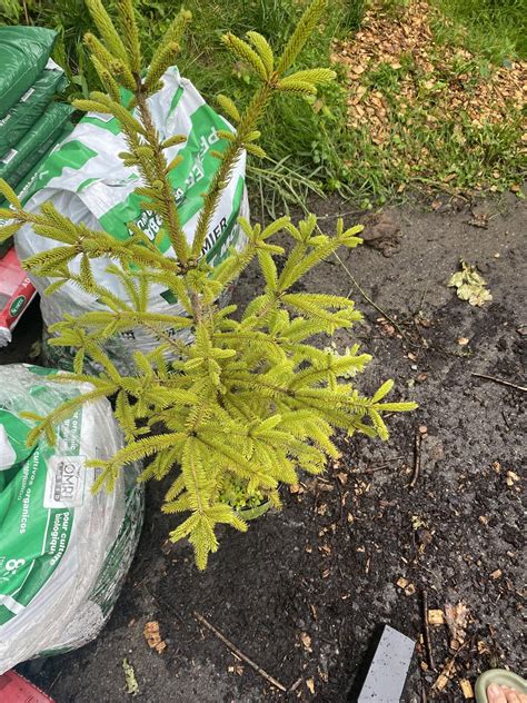 Help Identifying Spruce R Tree