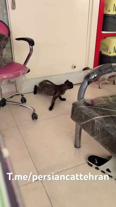 خجالت بکش مردددد😳👀بدون خاستگاری ،بدون اجازه والدین،خجالتم خوب چیزیه