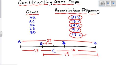 Three Point Test Cross Gene Order Map Distance