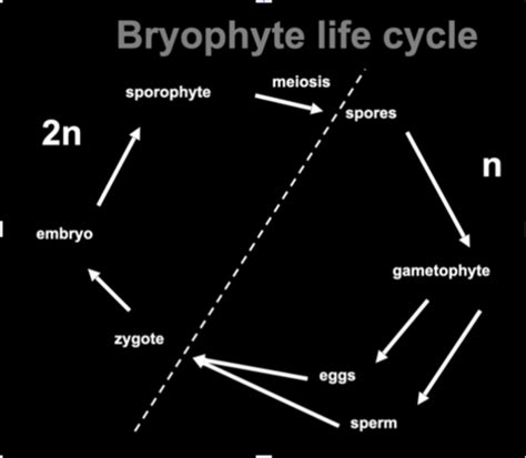 Exam 3 Biology Flashcards Quizlet