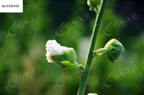 白色的蜀葵及其花苞高清图片下载 红动中国