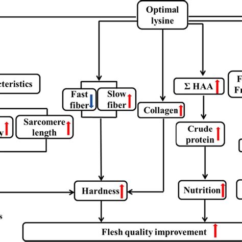 The Conclusion Of Dietary Lysine Supplementation Affecting The Flesh Download Scientific