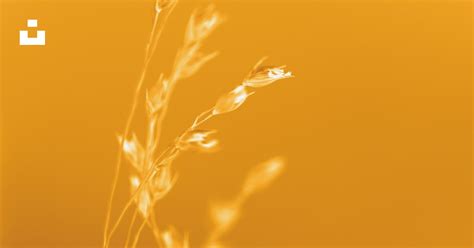 노란색 배경에 식물의 클로즈업 사진 Unsplash의 무료 폴란드 이미지